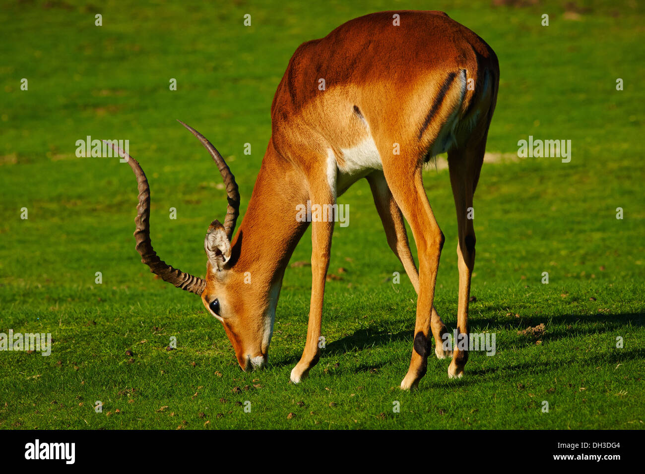 Profile of impala hi-res stock photography and images - Alamy