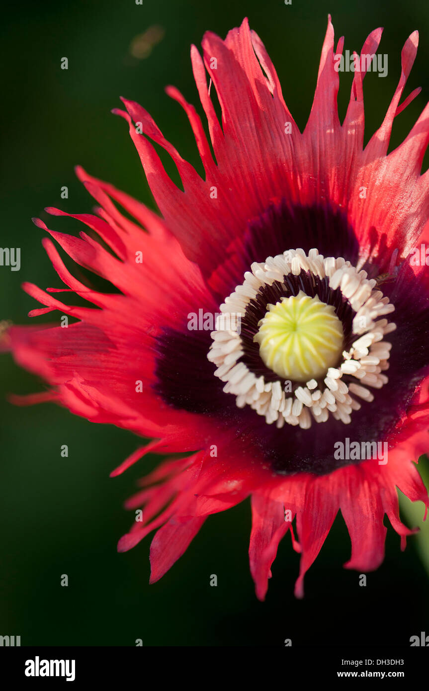 Poppy, Papaver somniferum. Single, open flower with ragged petals ...