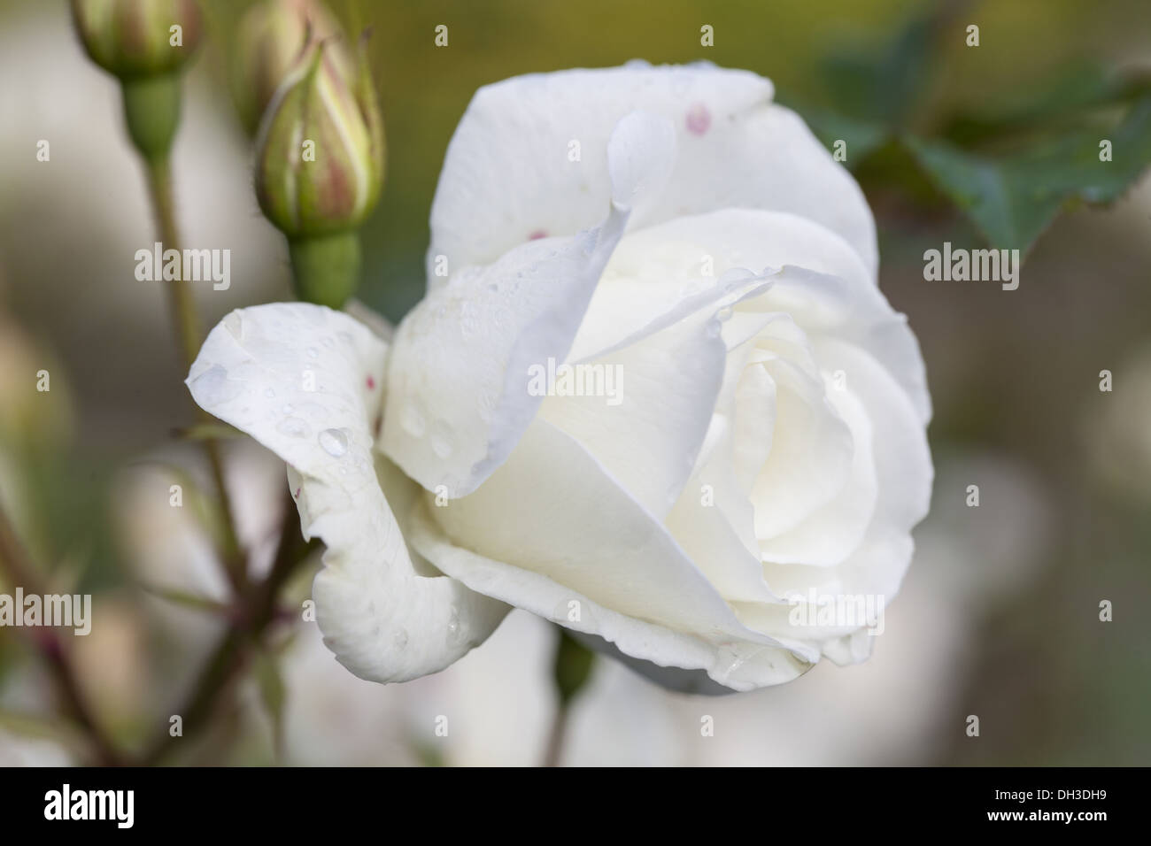 Rose 'Snow White' (Rosa Stock Photo - Alamy