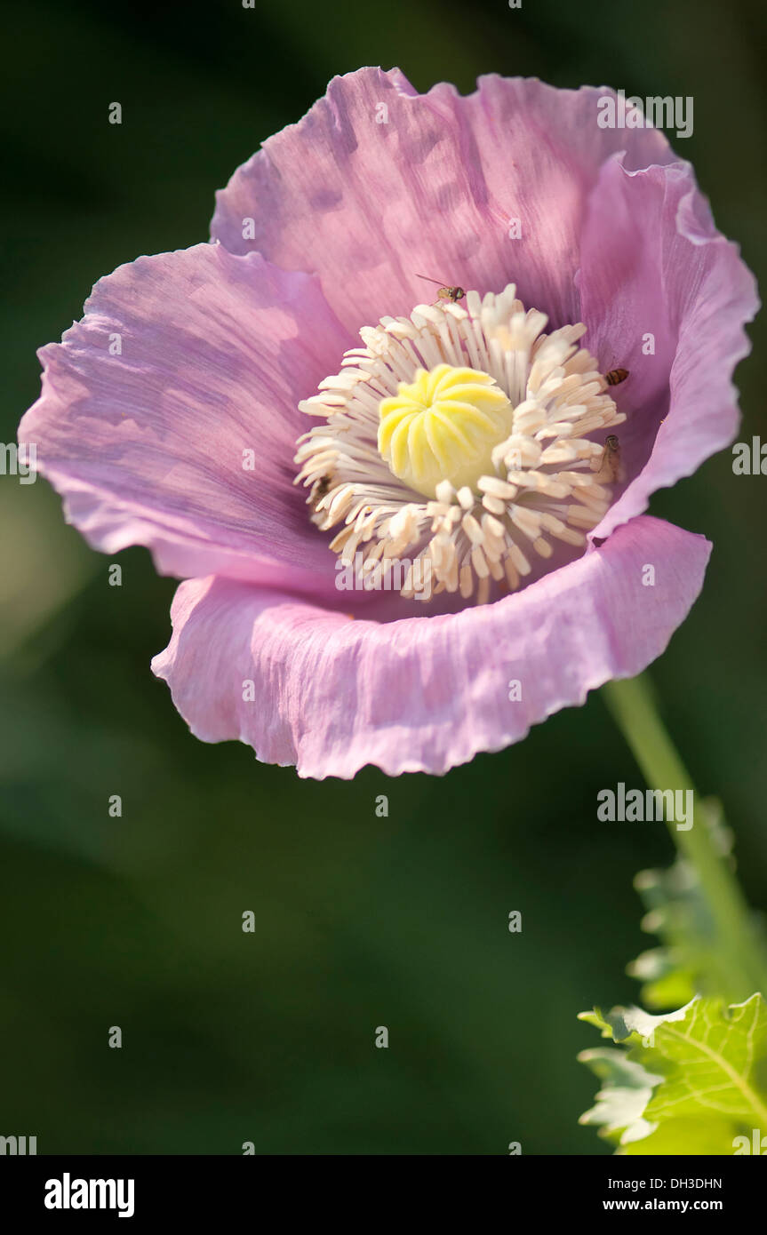 Poppy Papaver somniferum. Single open flower with small insects visible ...