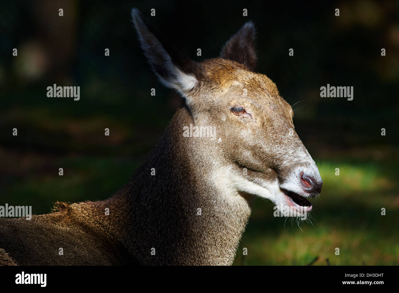 Closeup of a female white-lipped deer with the sunlight shining on her ...