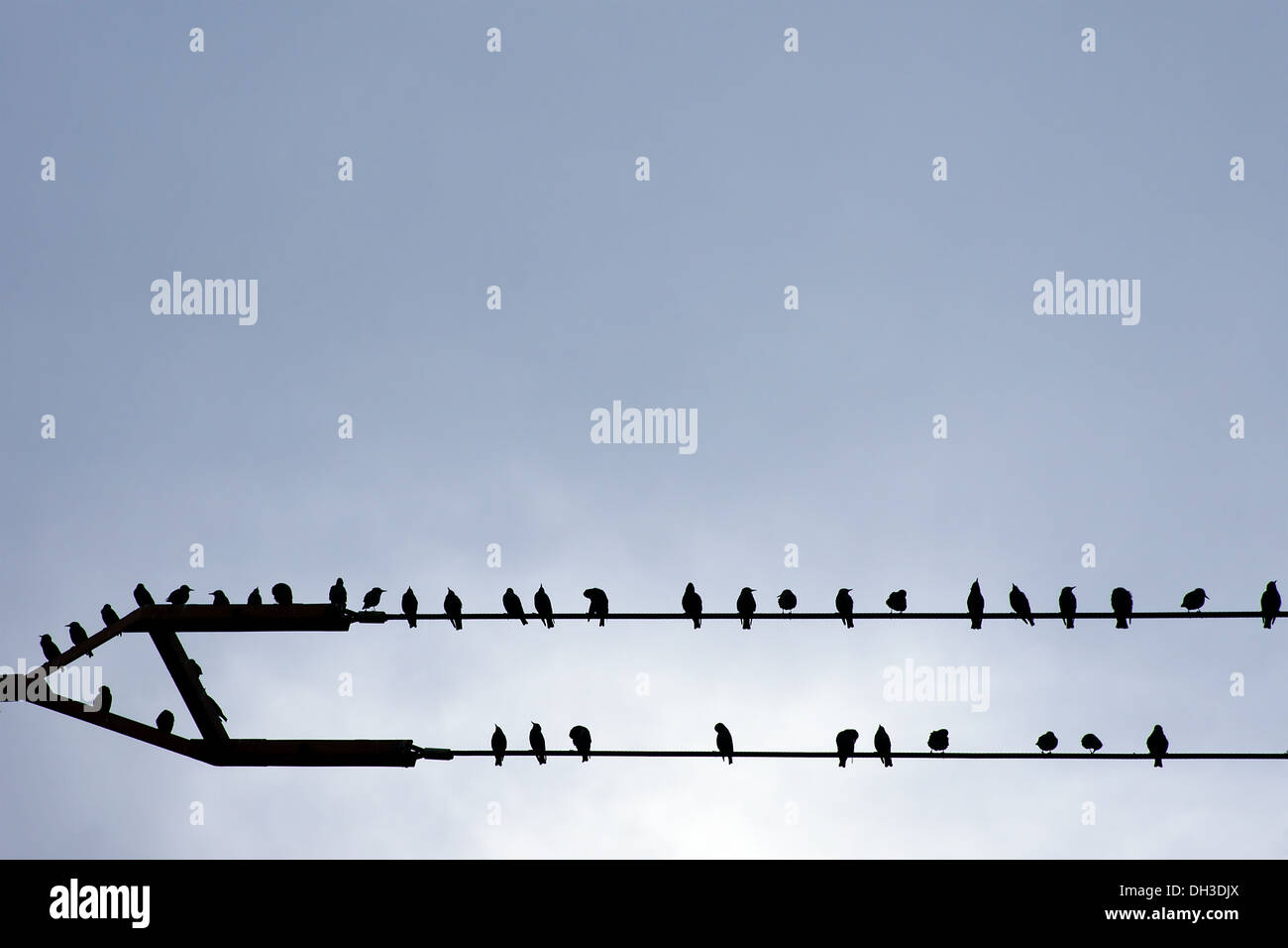 Swarm of birds in a Row Stock Photo - Alamy