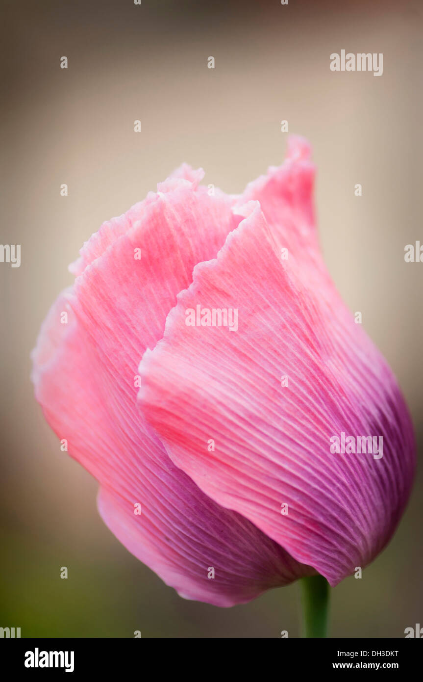 Poppy papaver somniferum single flower hi-res stock photography and ...
