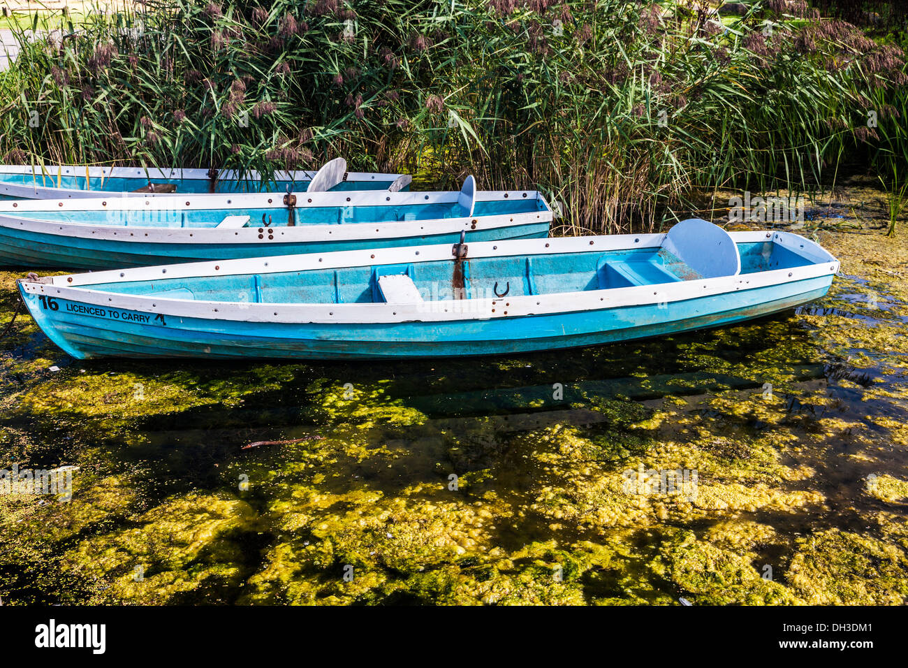 Algae infested water hi-res stock photography and images - Alamy