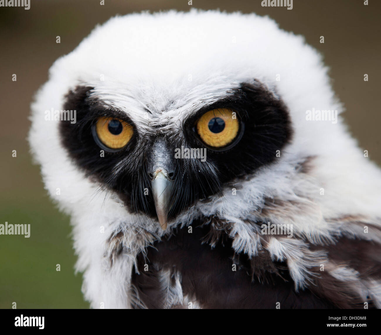 Spectacled owl hi-res stock photography and images - Alamy