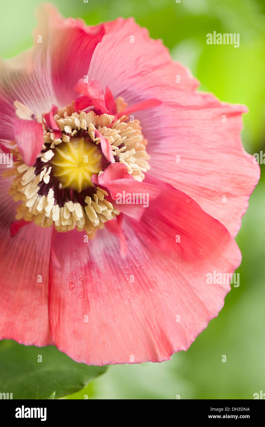 Close Up Of Opium Poppy Seed Stock Photos & Close Up Of Opium Poppy ...