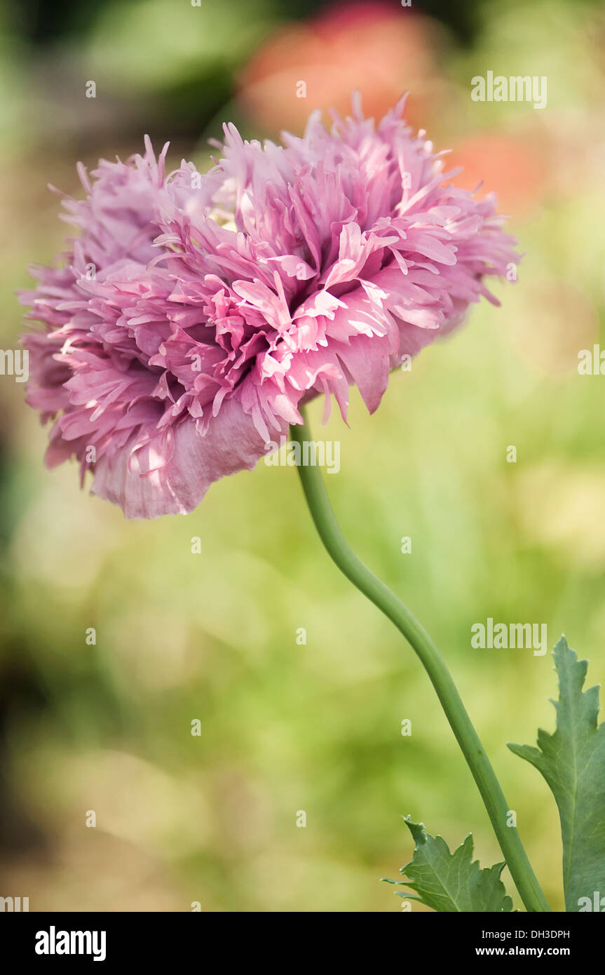 Poppy, Papaver somniferum. Single flower with head of ruffled, double ...