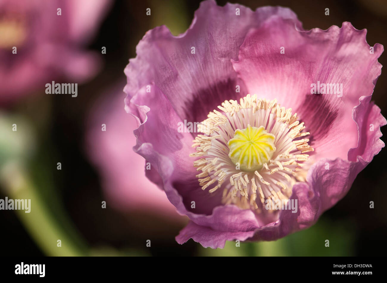 Poppy Papaver somniferum. Close view of single flower with pink petals ...