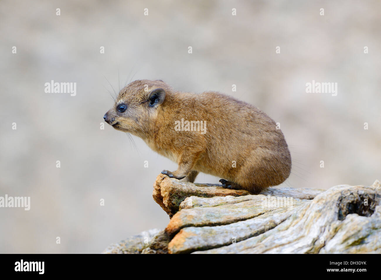 African hyraxes hi-res stock photography and images - Alamy