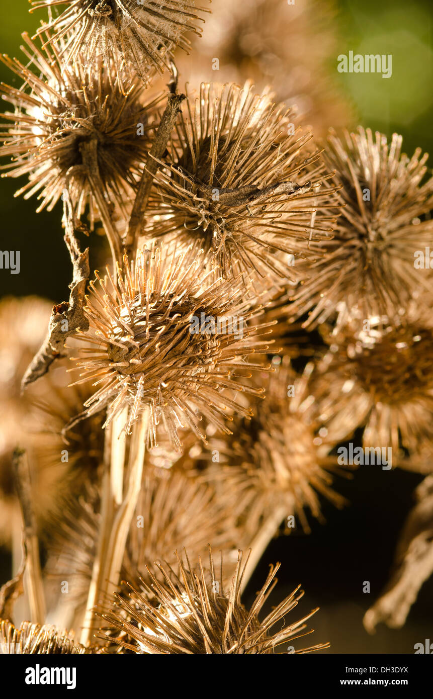 seed fruit cases of burdock plant whose hook tipped burrs inspired the ...