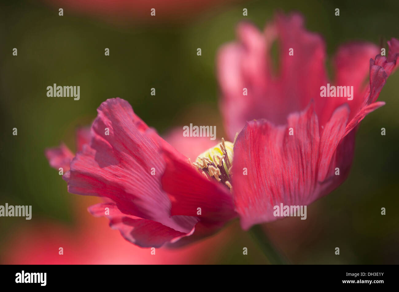 Large scale pink poppy hi-res stock photography and images - Alamy