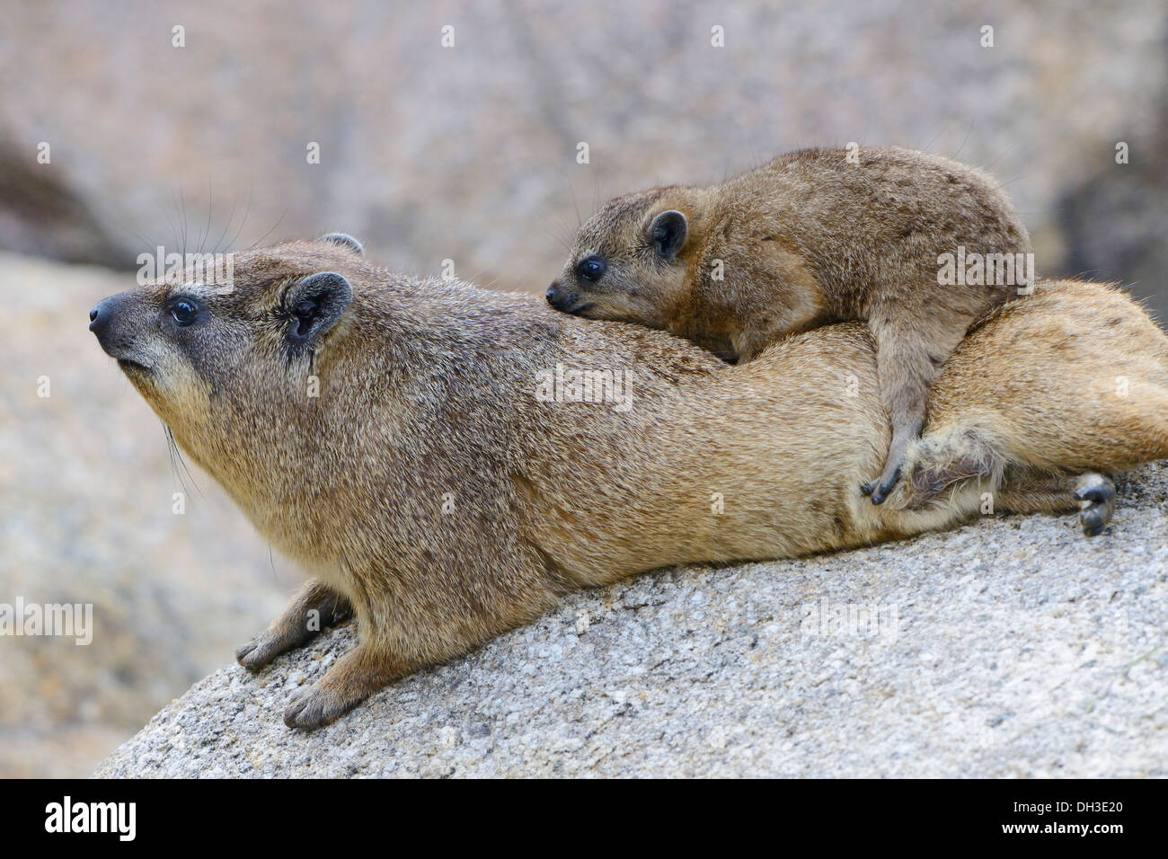 Rock Hyrax or Cape Hyrax (Procavia capensis), native to Africa and West ...