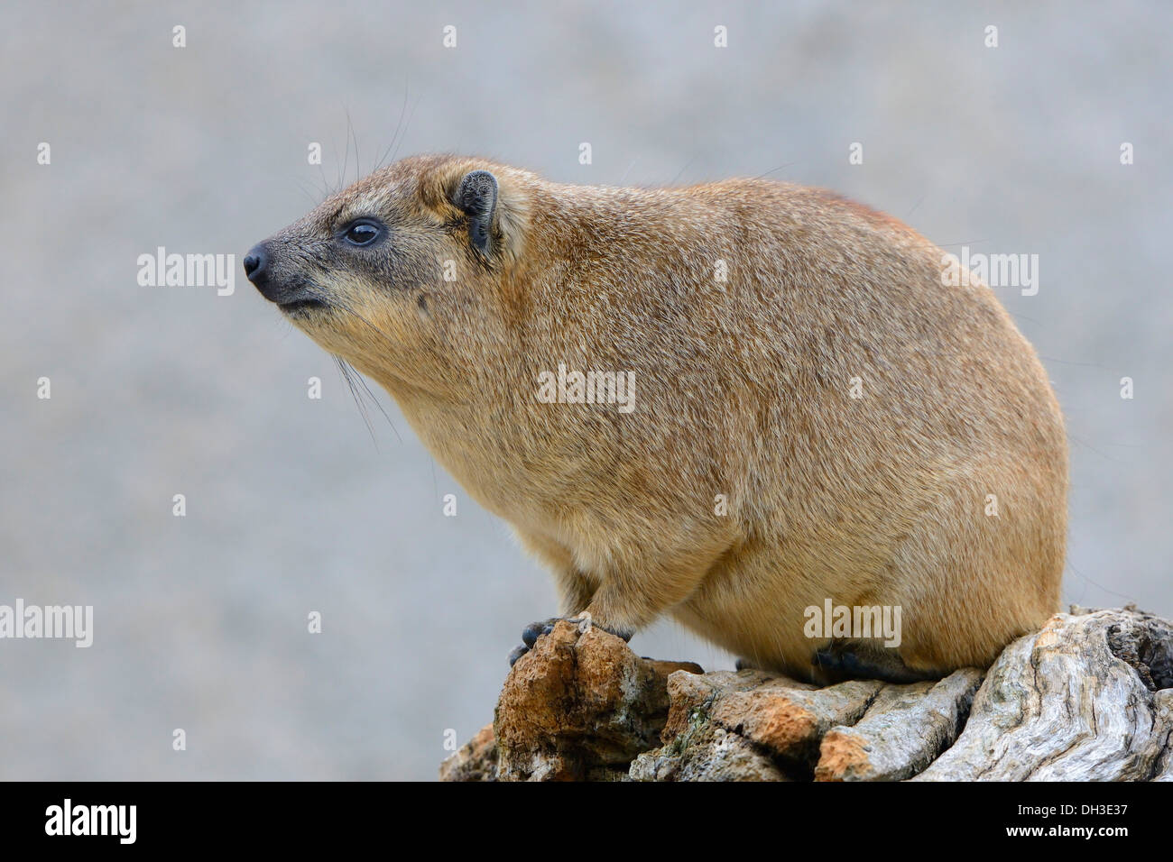 African hyraxes hi-res stock photography and images - Alamy