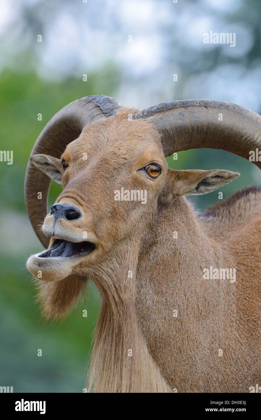 Barbary Sheep (Ammotragus lervia), native to northern Africa, Baden ...