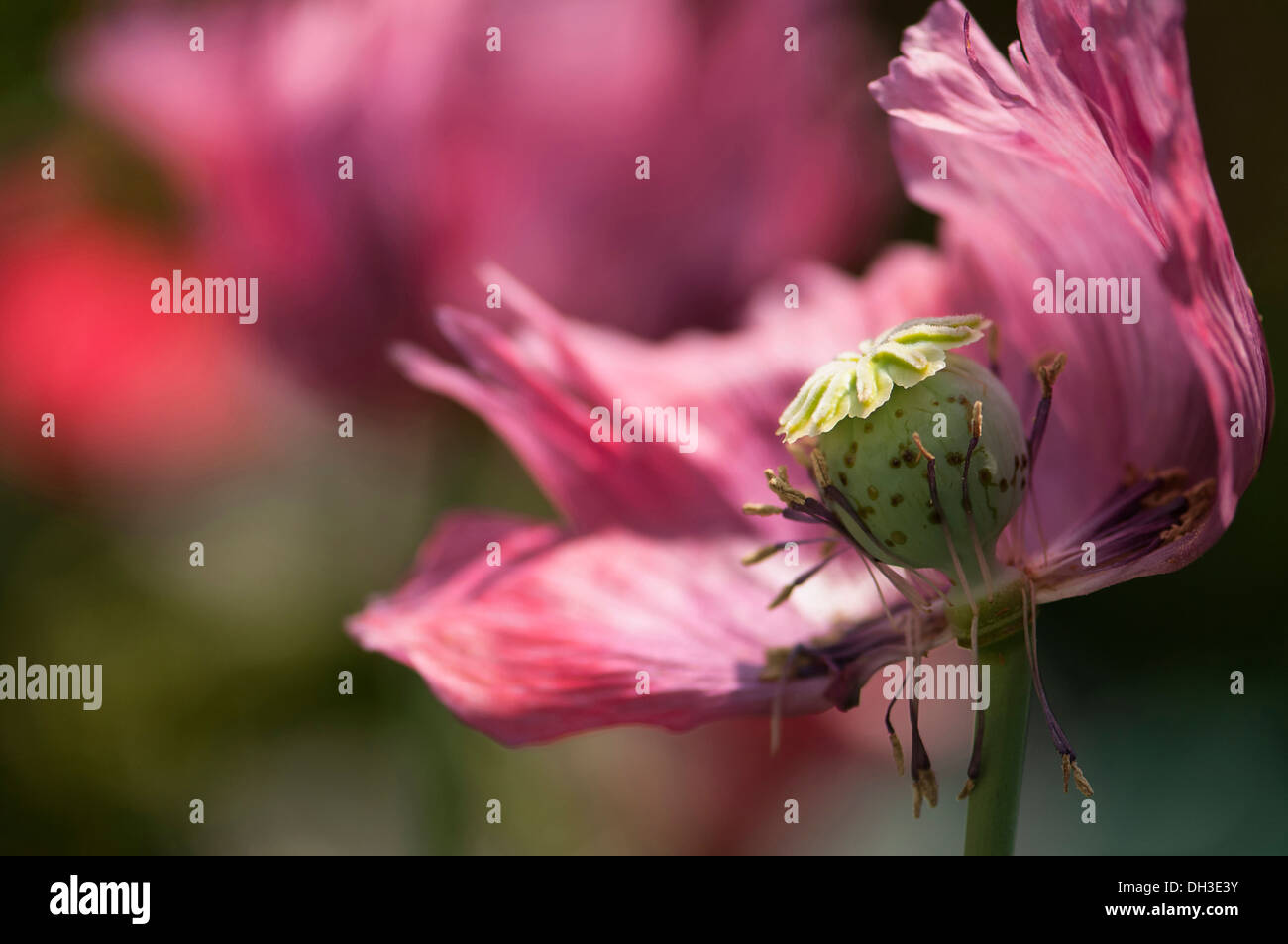 Poppy, Papaver somniferum. Fading flower with petals and stamens ...