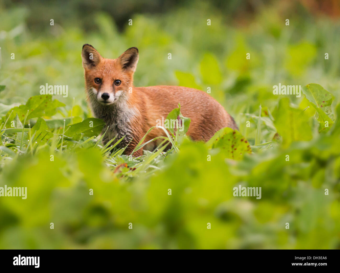 Red fox curious camera hi-res stock photography and images - Alamy