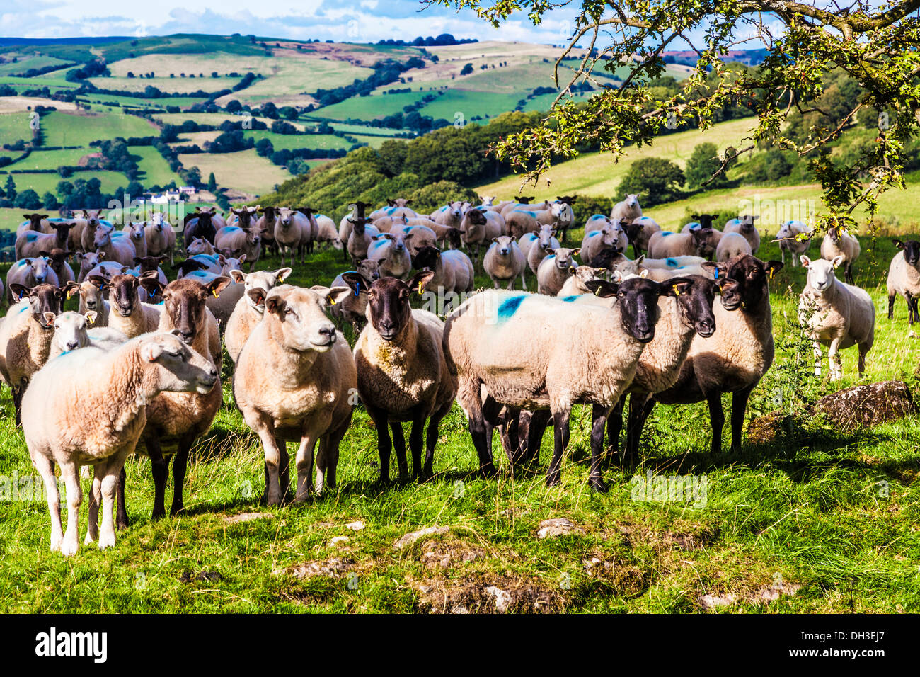 A flock of Welsh sheep in the Brecon Beacons National Park, Wales Stock ...