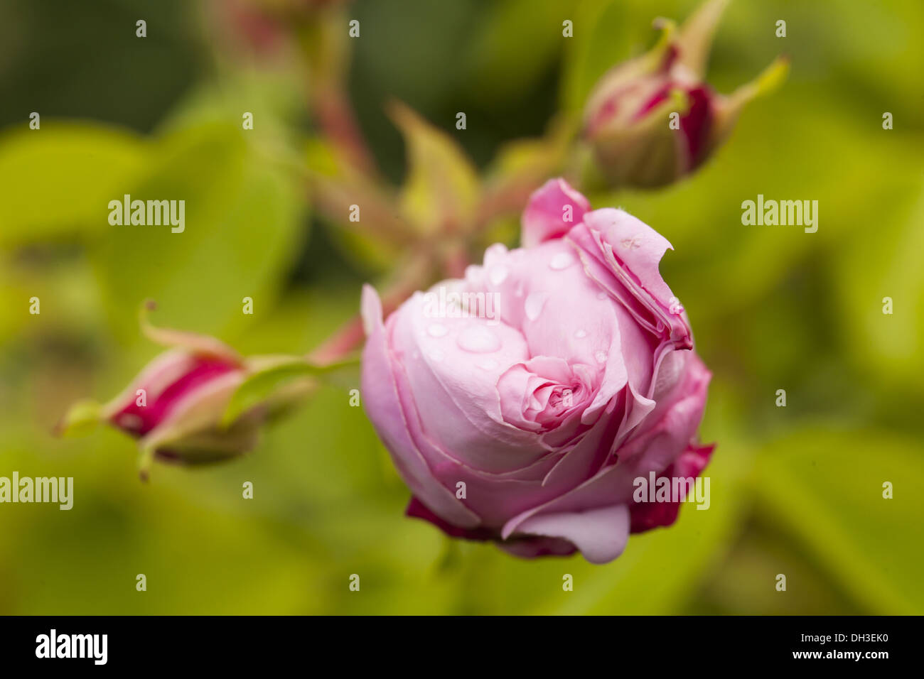 Rose (Rosa) May Queen Stock Photo - Alamy