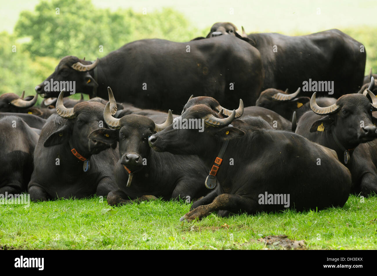 Laverstoke park farm hi-res stock photography and images - Alamy