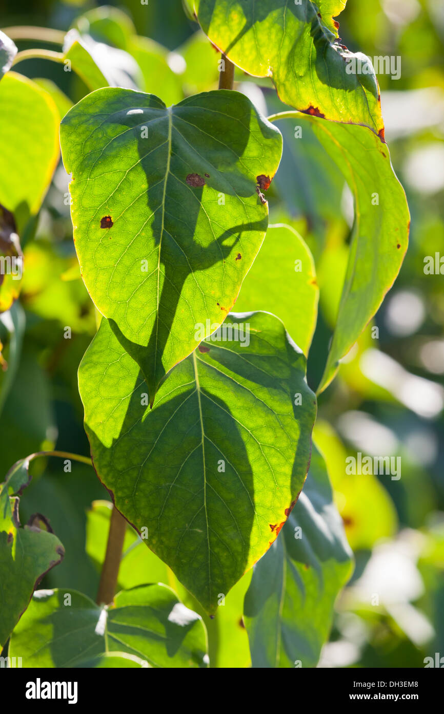 Very bright leaves hi-res stock photography and images - Alamy