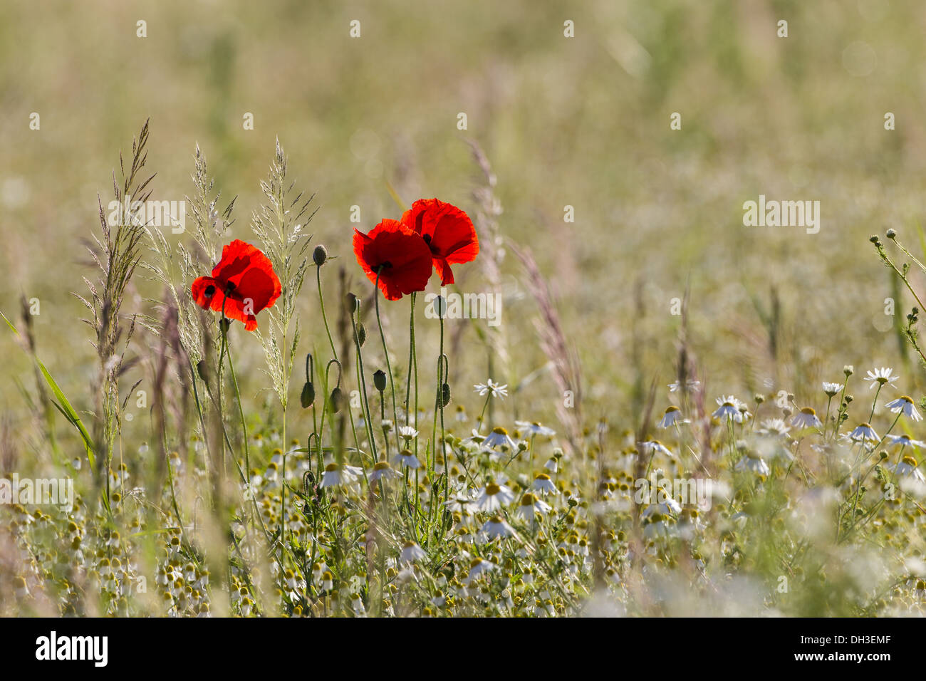 Corn poppy (Papaver rhoeas Stock Photo - Alamy