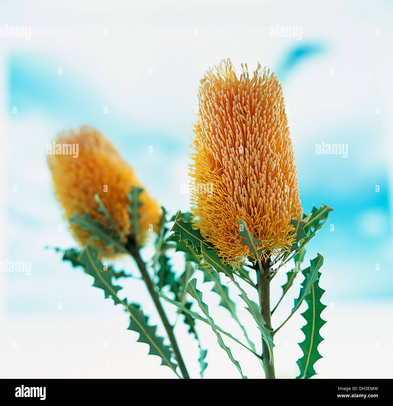 Banksia, Ashby's banksia, Banksia ashbyi Stock Photo - Alamy