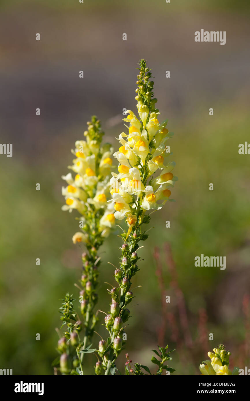 Common Toadflax flower Stock Photo - Alamy