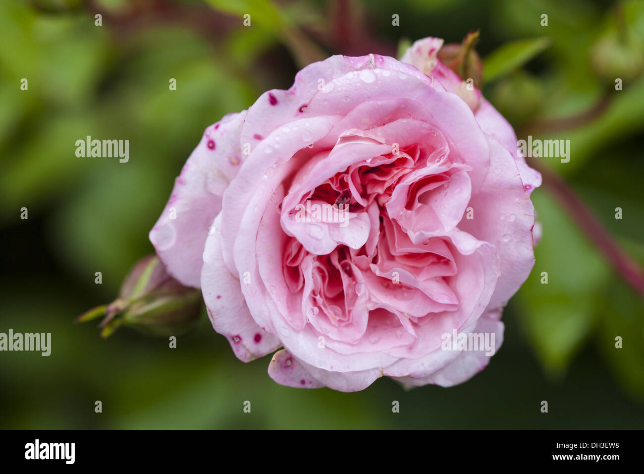 Rose my granny hi-res stock photography and images - Alamy