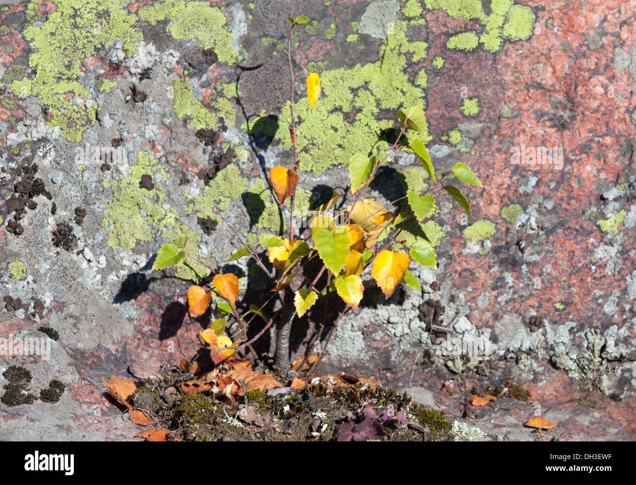 September tree colors hi-res stock photography and images - Alamy