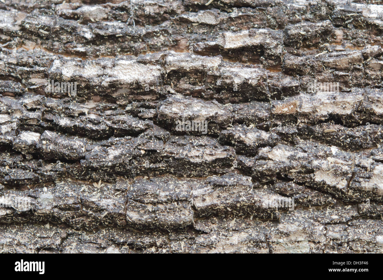 Old Wood Tree Texture Background Pattern , tree bark Stock Photo - Alamy