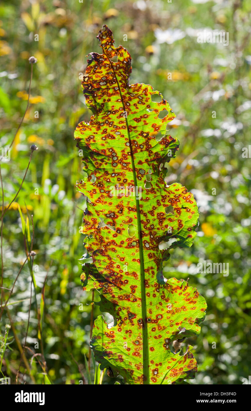 Colorful leaf hi-res stock photography and images - Alamy
