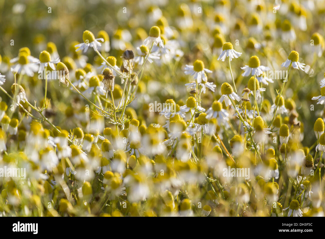 Real chamomile hi-res stock photography and images - Alamy