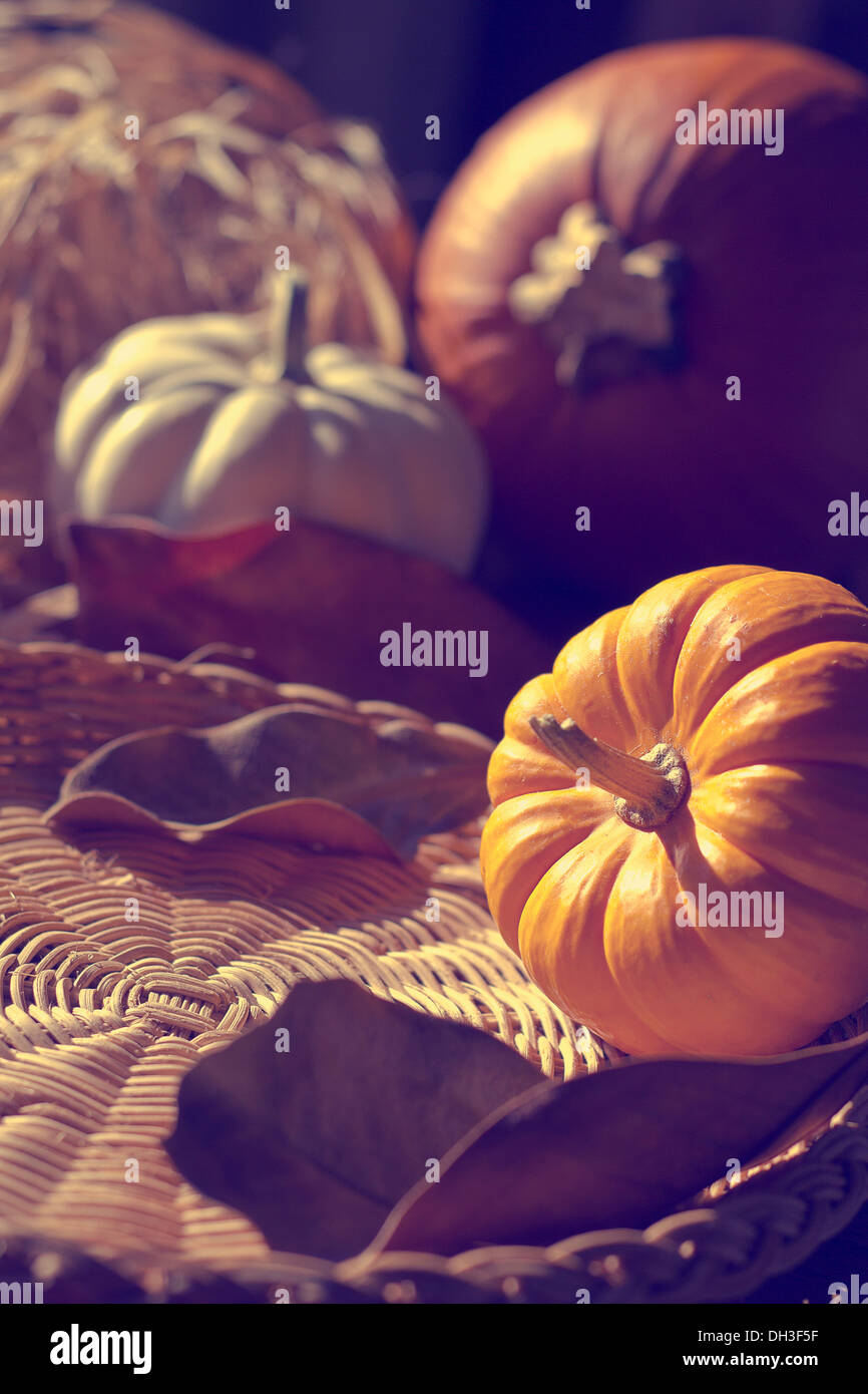 Thanksgiving Background with Pumpkins. Retro card Stock Photo - Alamy