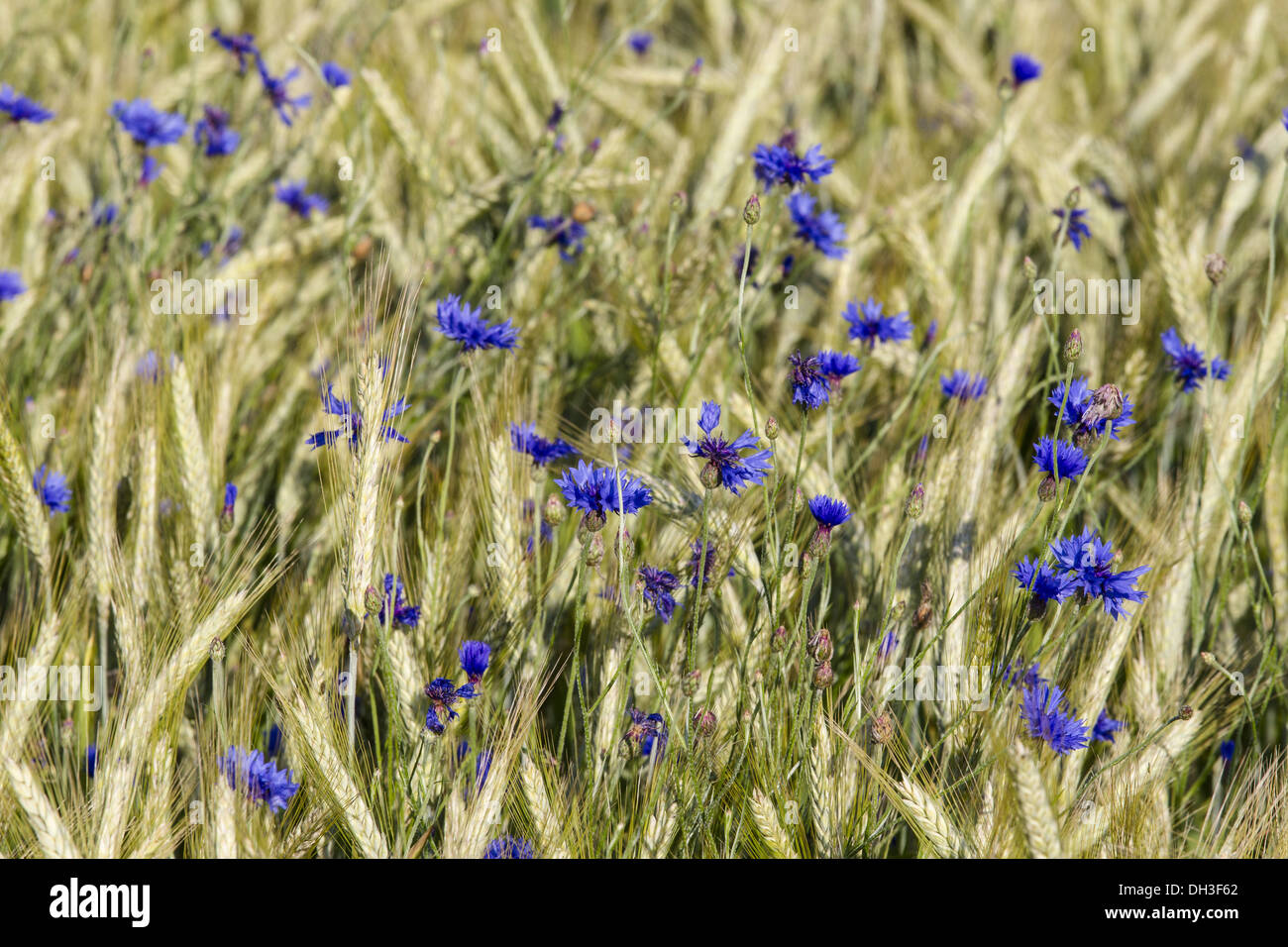 Cornflower (Centaurea cyanus) and corn field Stock Photo - Alamy
