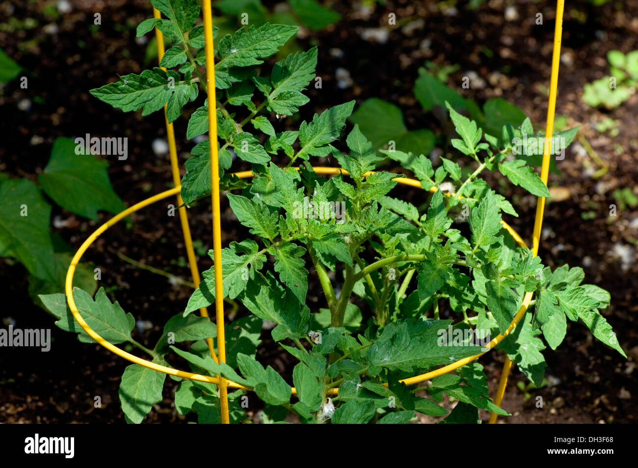 Tomato plant growing in late spring, Chicago, Illinois, USA Stock Photo ...