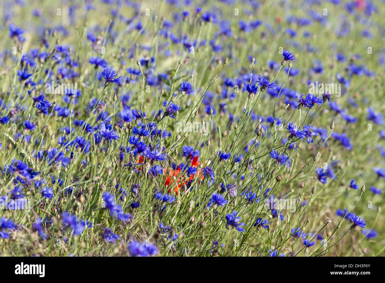Cornflower (Centaurea cyanus) and corn field Stock Photo - Alamy