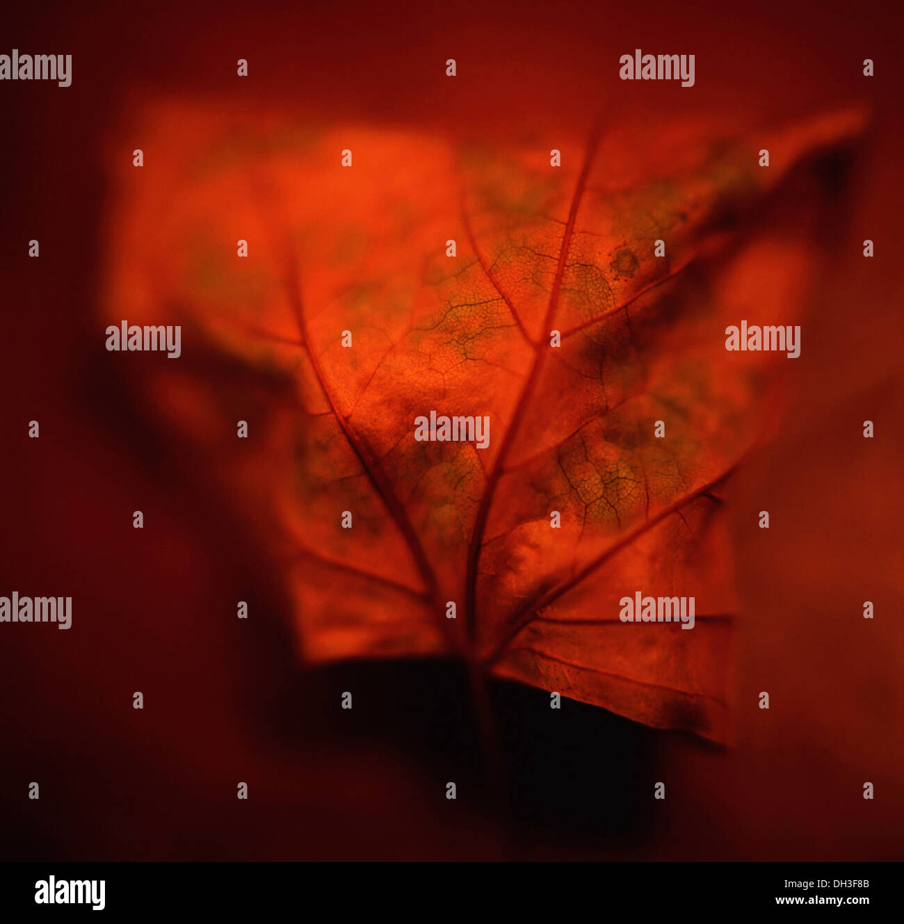 Singular orientation hi-res stock photography and images - Alamy