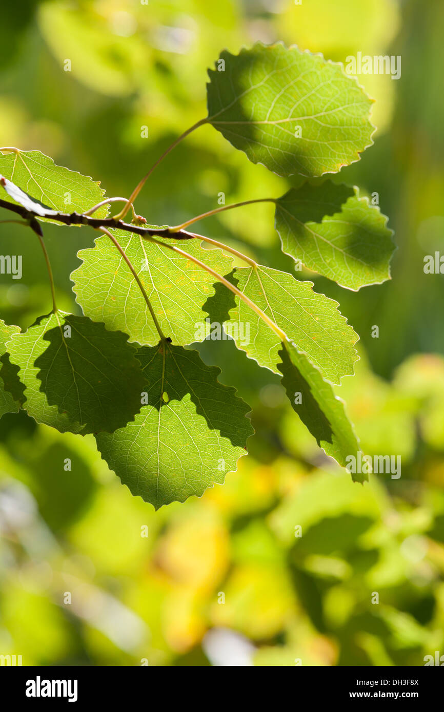 Beautiful Aspen leaves Stock Photo - Alamy