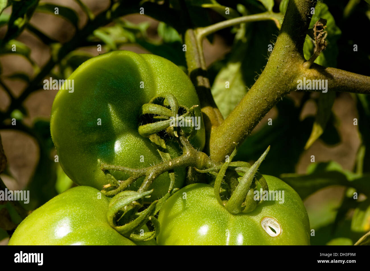 Green tomatoes growing in an organic garden in Chicago, Illinois, USA ...