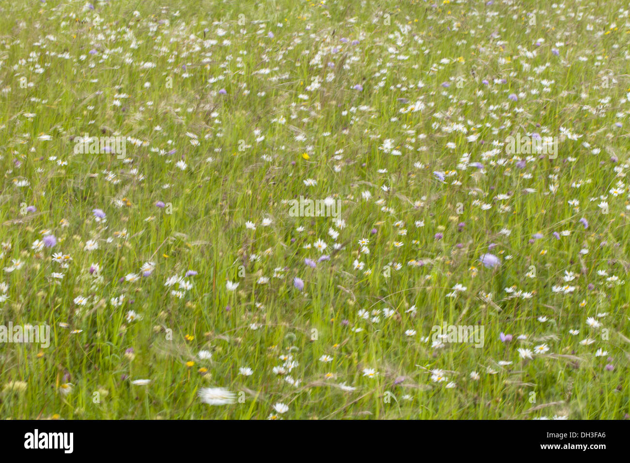 Flower moving in wind hi-res stock photography and images - Alamy