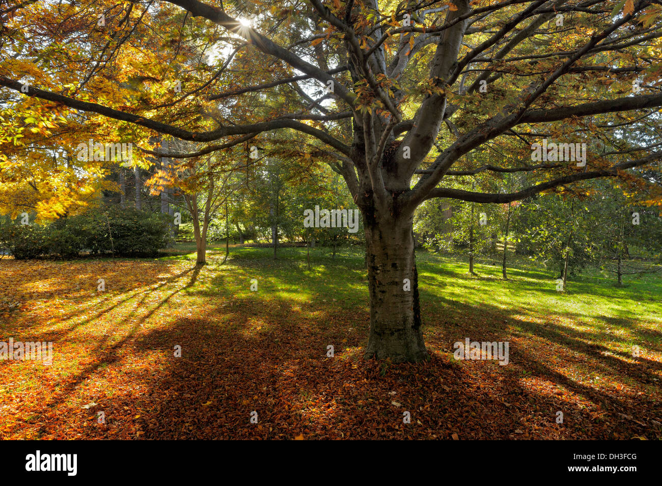 Leaves shadows trees hi-res stock photography and images - Alamy