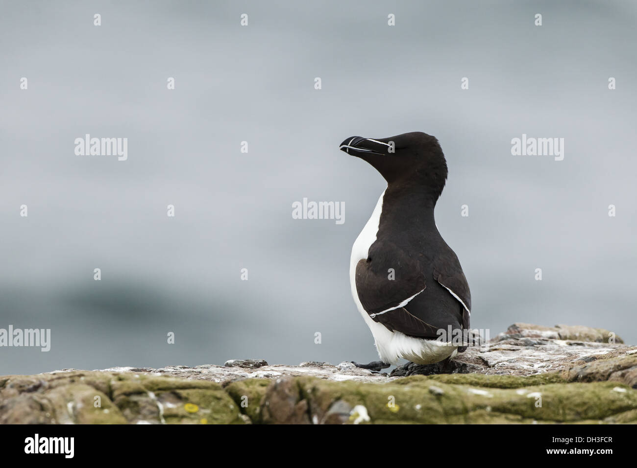 Razorbill (Alca torda Stock Photo - Alamy