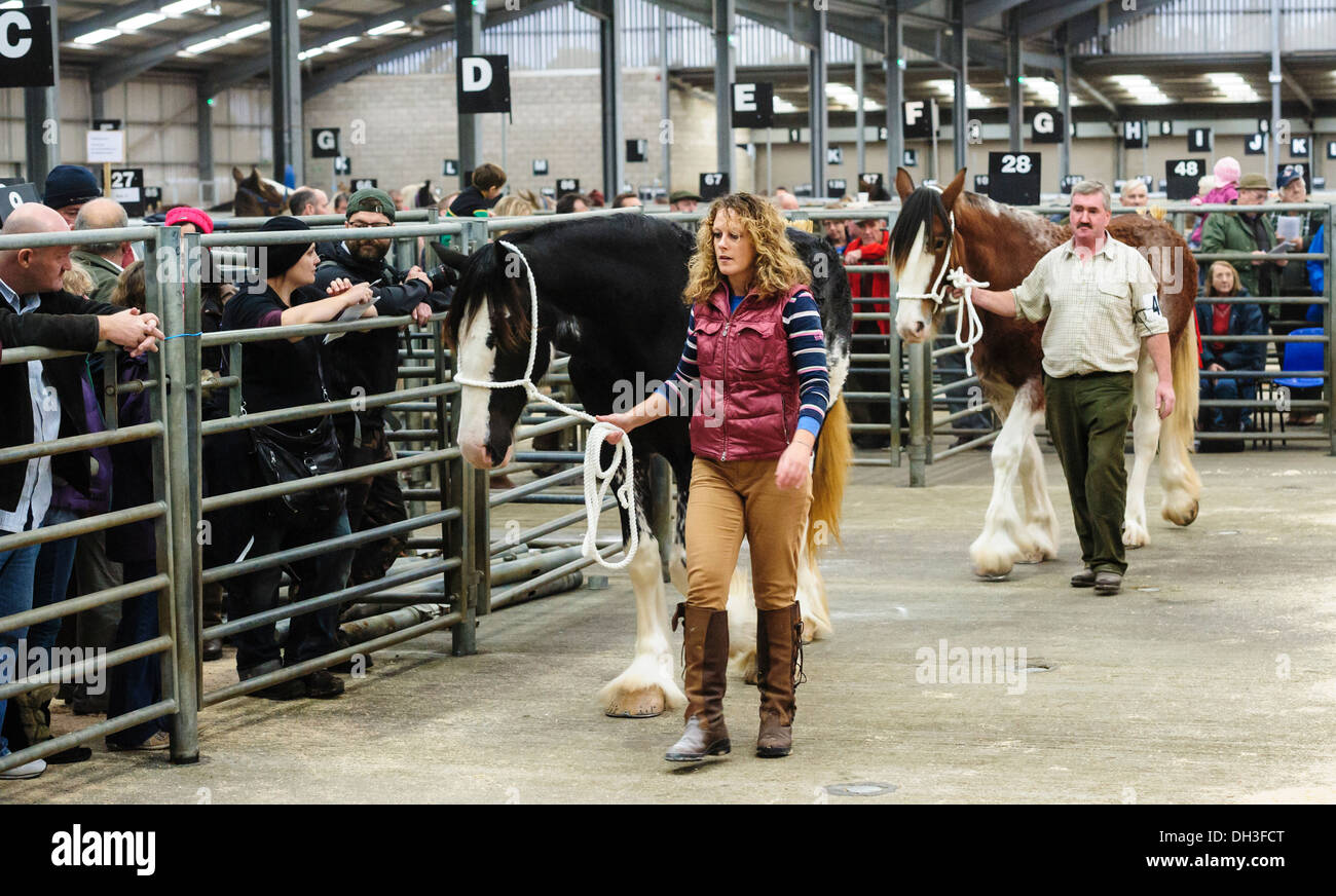 Clap horse hi-res stock photography and images - Alamy