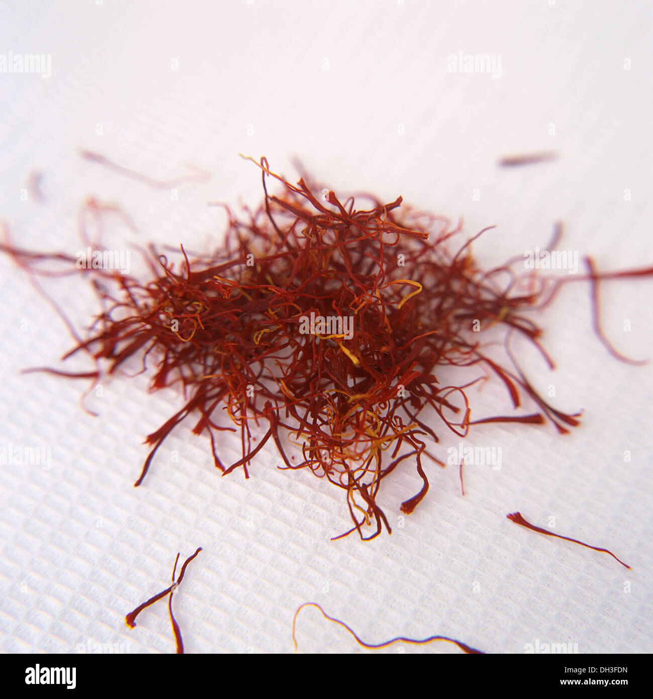 Crocus, Saffron crocus, Crocus sativus Stock Photo - Alamy