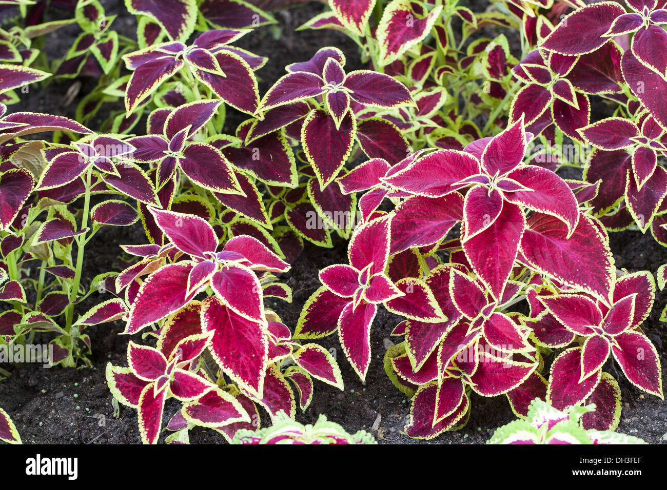 Coleus (Solenostemon scutellarioides Stock Photo - Alamy
