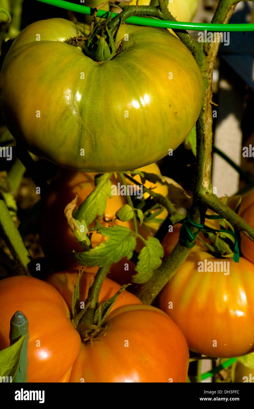 Tomatoes growing on the vine in an organic garden in Chicago, Illinois ...