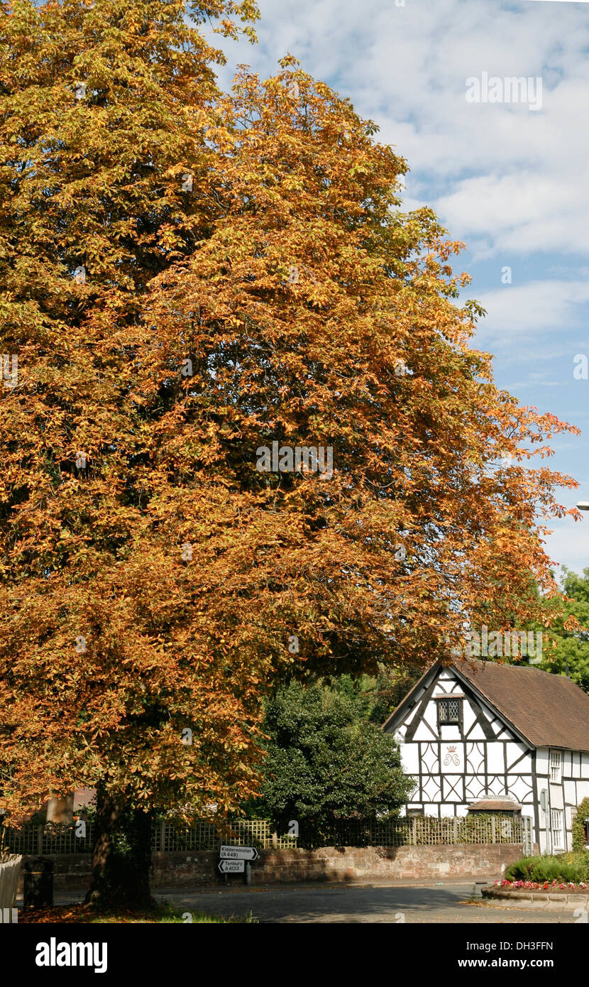 Chestnut tree autumn colours hi-res stock photography and images - Alamy