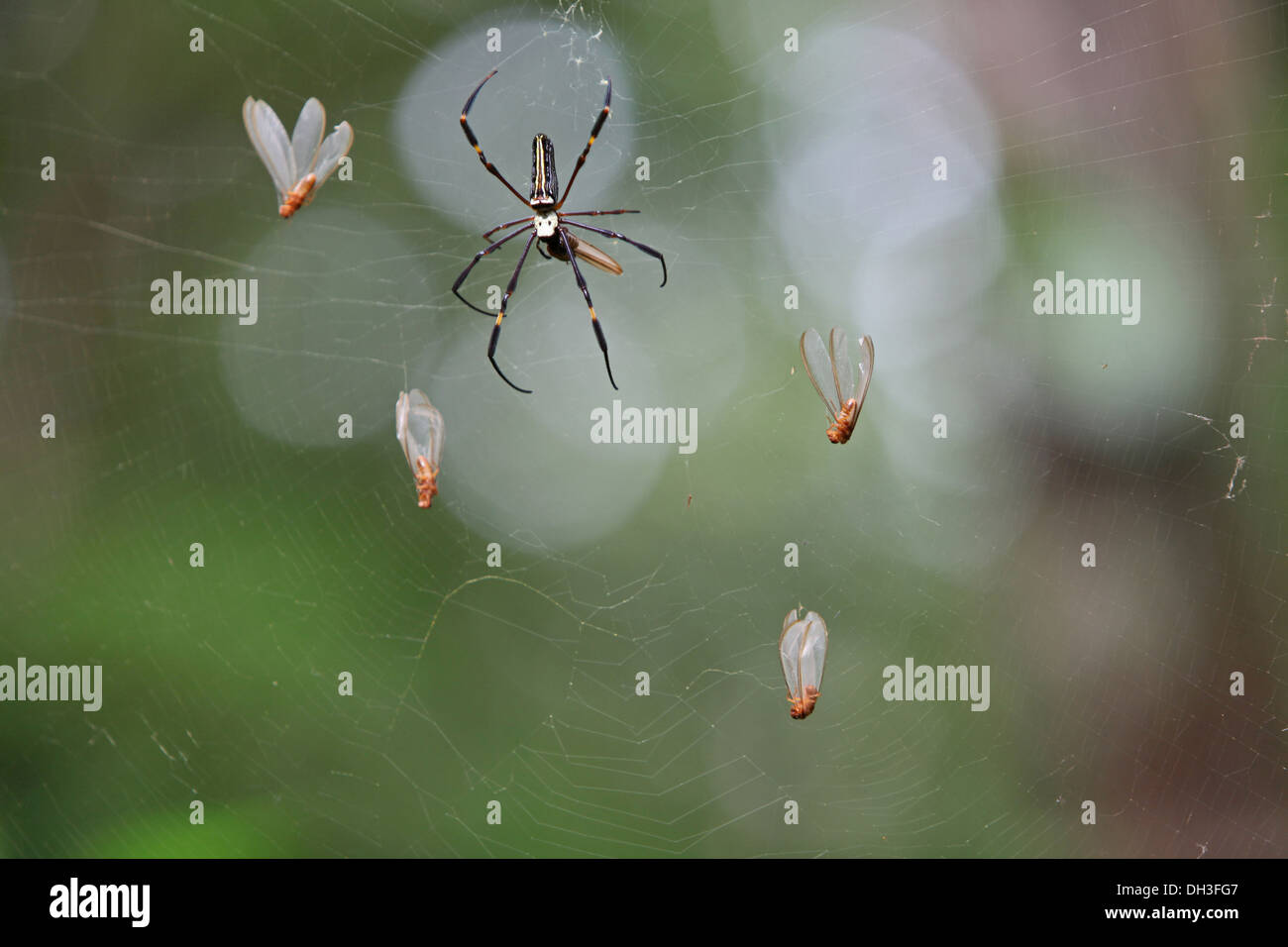 Flies in web hi-res stock photography and images - Alamy