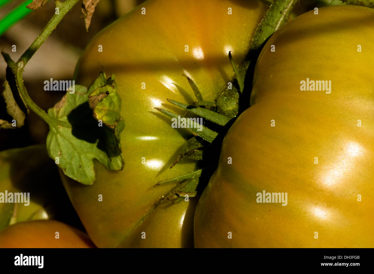 Heirloom tomato growing on the vine in an organic garden in Chicago ...