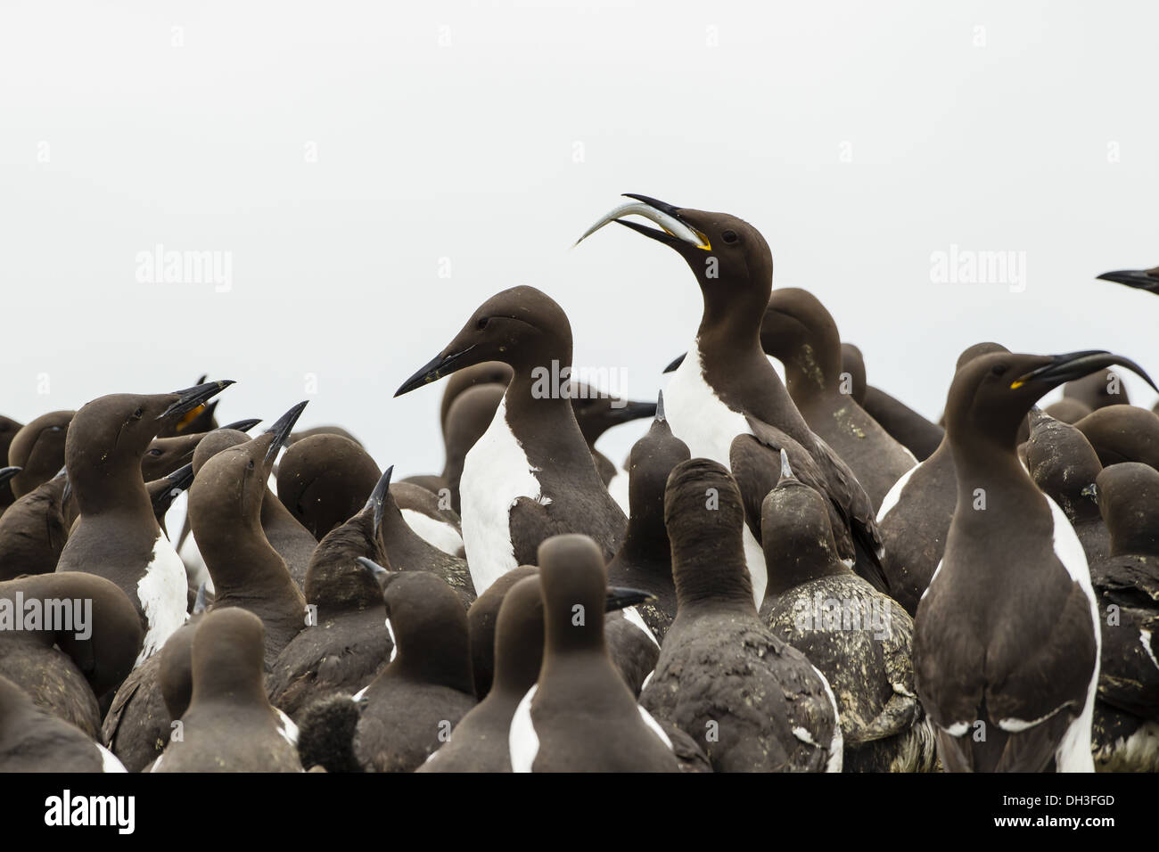 Uria carbo hi-res stock photography and images - Alamy